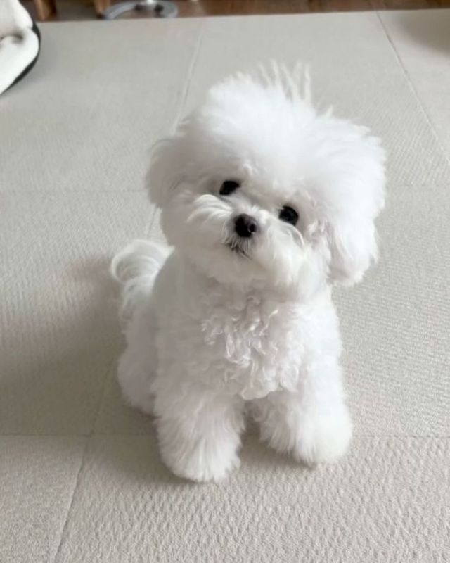 Bichon Frise Zuchter Bayern