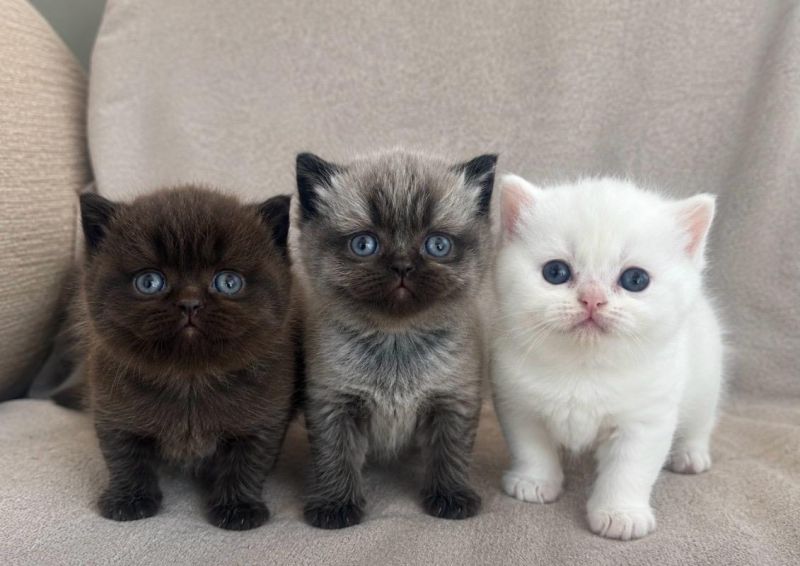 Süße BKH / BLH Kitten in Frankfurt am Main (Hessen) Snautz