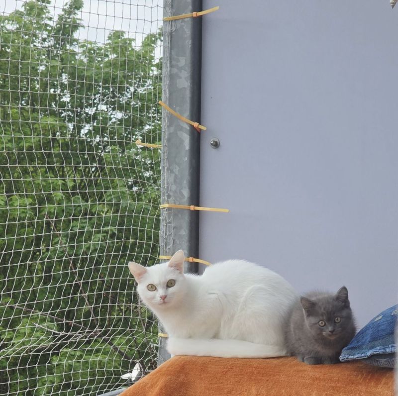 Perser+Türkisch Angora in Stuttgart (Baden-Württemberg) Snautz