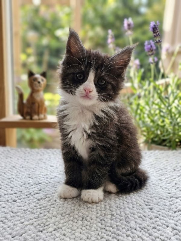 Maine Coon Kitten black and white / blue tabby / blue tortie suchen ein ...