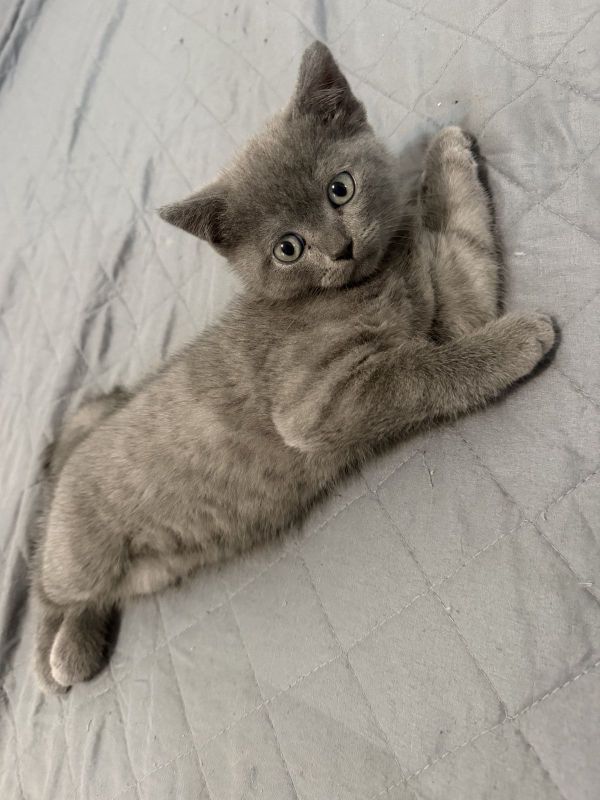 BKH KITTEN reinrassig in Berlin (Berlin) Snautz