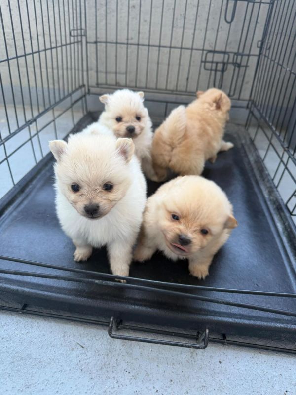 Zwergspitz/Deutscher Spitz in Karlsruhe (Baden-Württemberg) Snautz