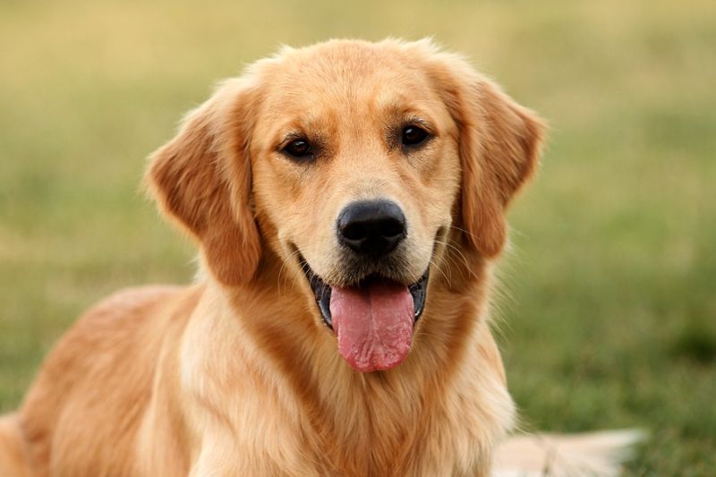 Golden Retriever - Charakter & Wesen Snautz