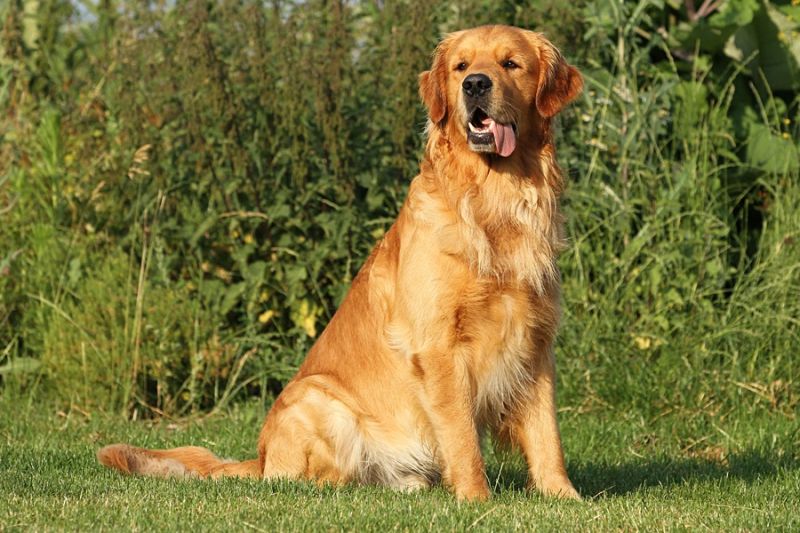 Golden Retriever - Charakter & Wesen Snautz