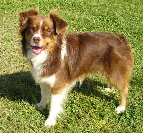 Hunderasse Miniature Australian Shepherd - Charakter & Wesen // Snautz.de