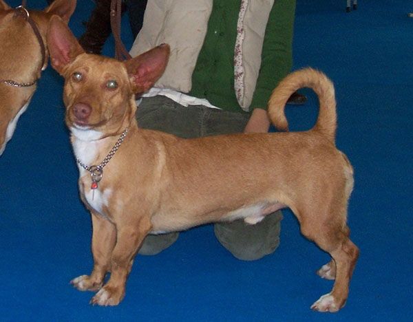 Podenco Andaluz Maneto - Charakter & Wesen // Snautz.de