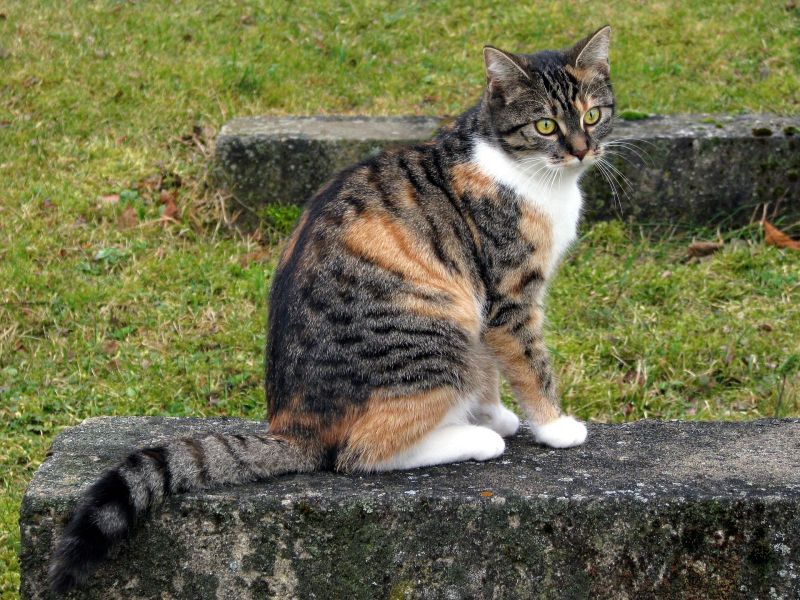 Glückskatze: Eigenschaften und Pflege der dreifarbigen Katzen Snautz