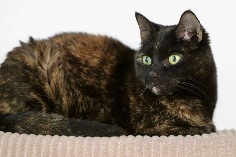 Schildpatt-Katze: Alles über Pflege, Charakter & Herkunft // Snautz.de