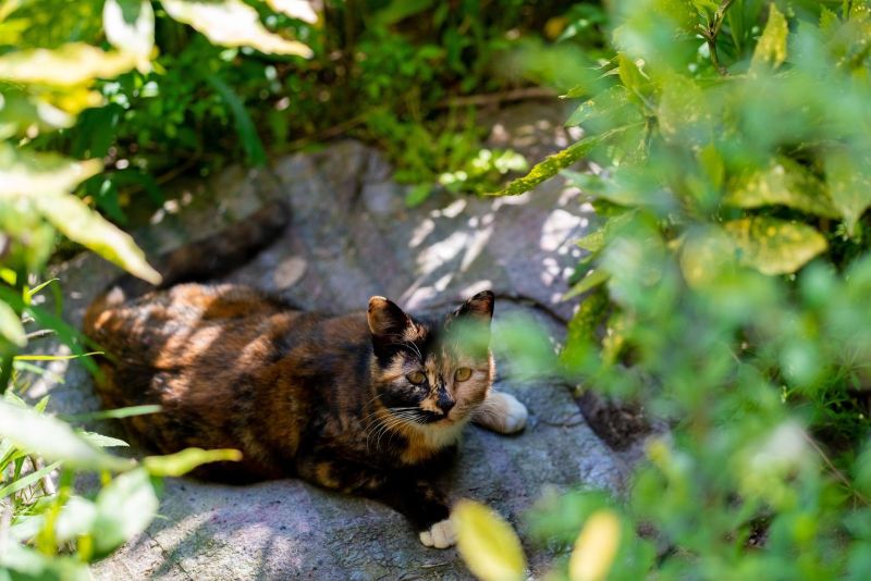 Schildpatt-Katze: Alles über Pflege, Charakter & Herkunft // Snautz.de