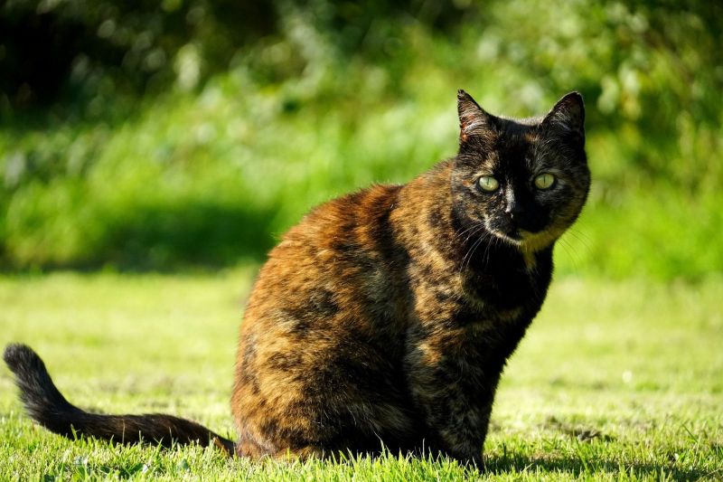 Schildpatt-Katze: Alles über Pflege, Charakter & Herkunft // Snautz.de