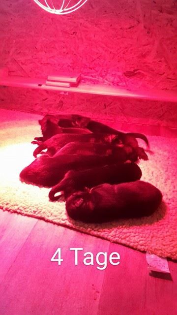 Die Hundegeburt: Ein neues Hundeleben beginnt // Snautz.de