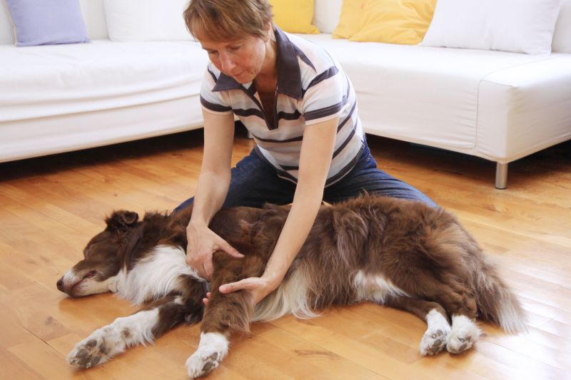 Tier-Shiatsu: Über die heilende Wirkung von Akupressur und Massage bei ...