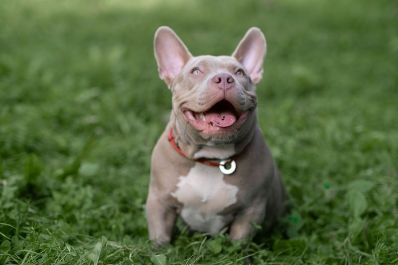 American Bully Mix kaufen & verkaufen Snautz