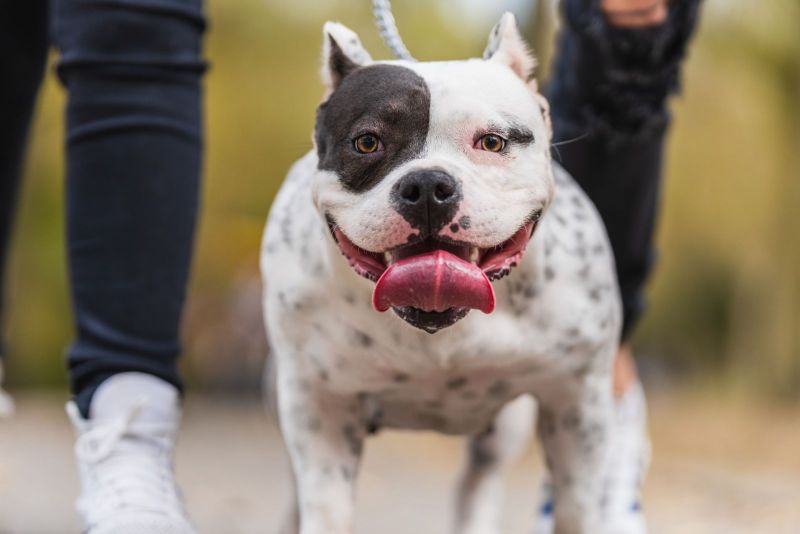 American Bully Mix kaufen & verkaufen Snautz
