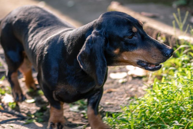 Dackel in Not aus Tierheim & Tierschutz kaufen & verkaufen Snautz