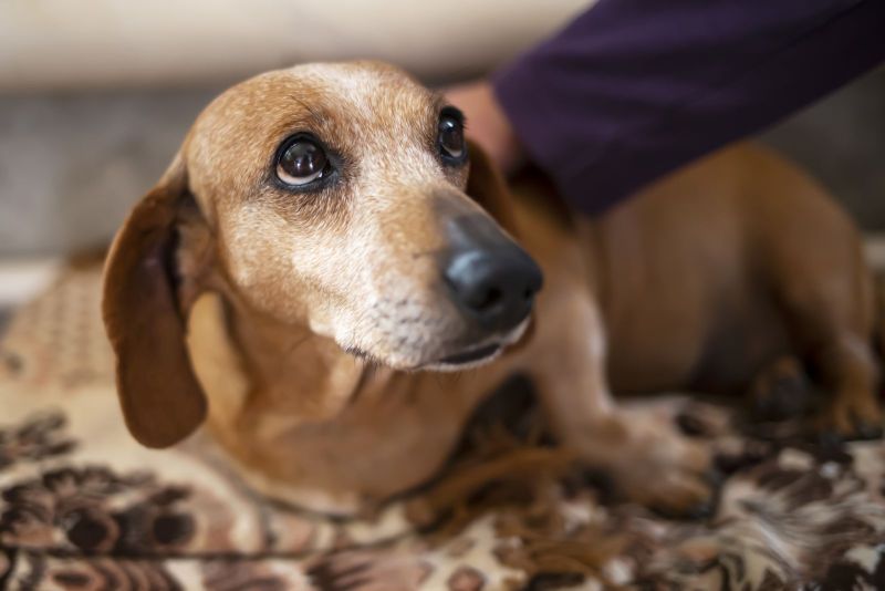 Dackel in Not aus Tierheim & Tierschutz kaufen & verkaufen Snautz