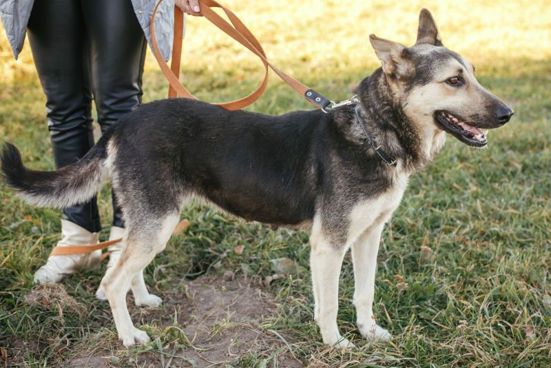Deutscher Schäferhund Mix kaufen & verkaufen Snautz