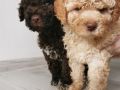 Mini Lagotto Doodle Welpen in Gelsenkirchen (Nordrhein-Westfalen) Snautz