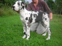 Dogge after Tiermarkt Snautz