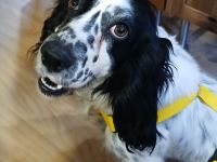 Hunde tierschutz tierheim Cocker Spaniel // Snautz.de