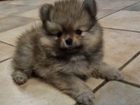 Zwergspitz-Welpen in Hessen kaufen & verkaufen Snautz