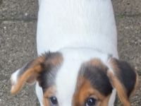 Jack Russell Terrier-Welpen in Paderborn kaufen & verkaufen Snautz