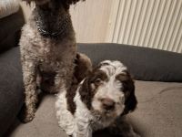 Lagotto Romagnolo-Rassehunde-Welpen in Hessen kaufen & verkaufen Snautz
