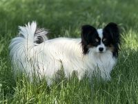 Papillon-Rüde in weiß-rotzobel in Gollenberg (Rheinland-Pfalz) Snautz