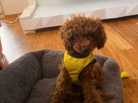 Pudelpointer-Rassehunde-Welpen in Hessen kaufen & verkaufen Snautz