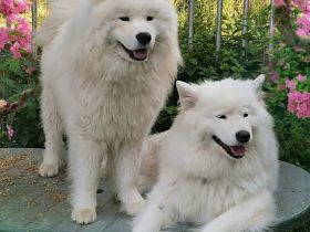 Samojede-Züchter // Snautz.de