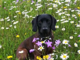 Bayerischer Gebirgsschweißhund kaufen & verkaufen // Snautz.de