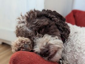 Mini Lagotto Doodle Welpen in Gelsenkirchen (Nordrhein-Westfalen ...