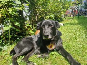 Tierheim regensburg hunde Tiere aus Tierheim & Tierschutz // Snautz.de