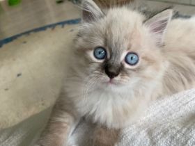 Hund und katze Türkisch Angora in Baden-Württemberg // Snautz.de