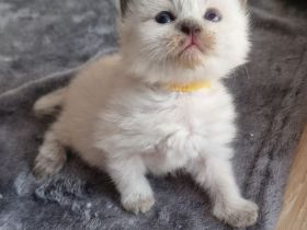 Ragdoll katze kaufen & verkaufen Katzenbabys in Deutschland kaufen ...