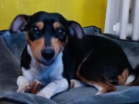 Ratonero Bodeguero Andaluz - Charakter & Wesen // Snautz.de