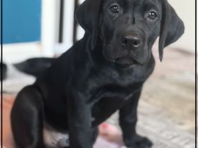 Boerboel mix welpen Tiermarkt // Snautz.de