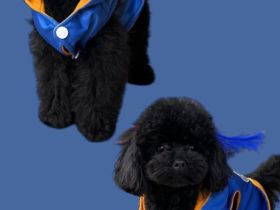 Pudel kaufen & verkaufen // Snautz.de