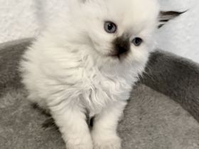 Ragdoll // Snautz.de