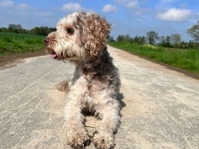 Doodle Tiermarkt // Snautz.de