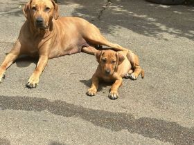 Rhodesian Ridgeback-Welpen in Baden-Württemberg kaufen & verkaufen ...