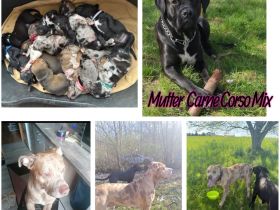 American Staffordshire Terrier-Welpen kaufen & verkaufen Snautz