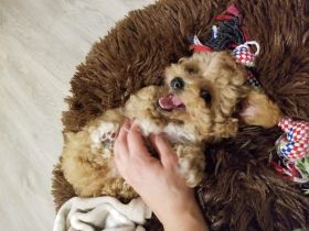 Pudel Mischlinge in Deutschland kaufen & verkaufen Snautz