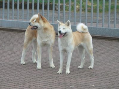 Akita Inu-Züchter in Bayern Snautz