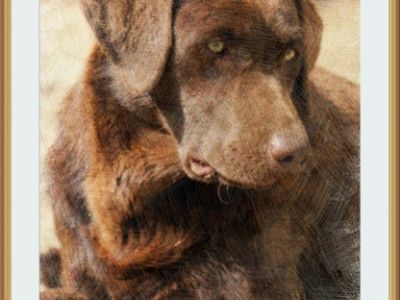 Labrador Retriever-Züchter in Mecklenburgische Seenplatte Snautz