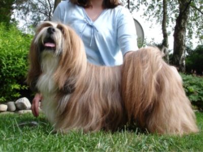 Lhasa Apso-Züchter in Bayern Snautz