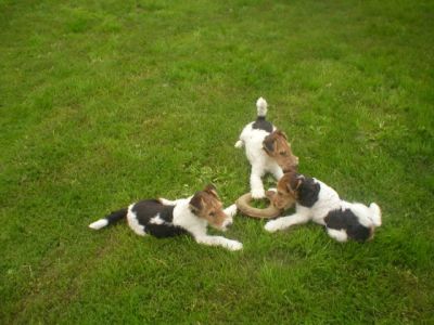 Drahthaar-Foxterrier-Züchter in Brandenburg Snautz