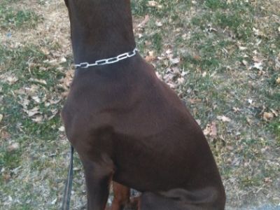 Dobermann alt in Offenbach kaufen & verkaufen Snautz