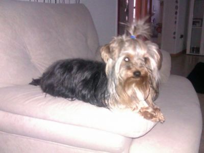 Yorkshire Terrier alt in Limburg-Weilburg kaufen & verkaufen Snautz