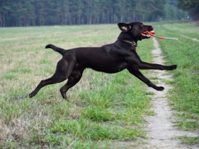 Labrador Retriever ausgewachsen in Traunstein kaufen & verkaufen Snautz